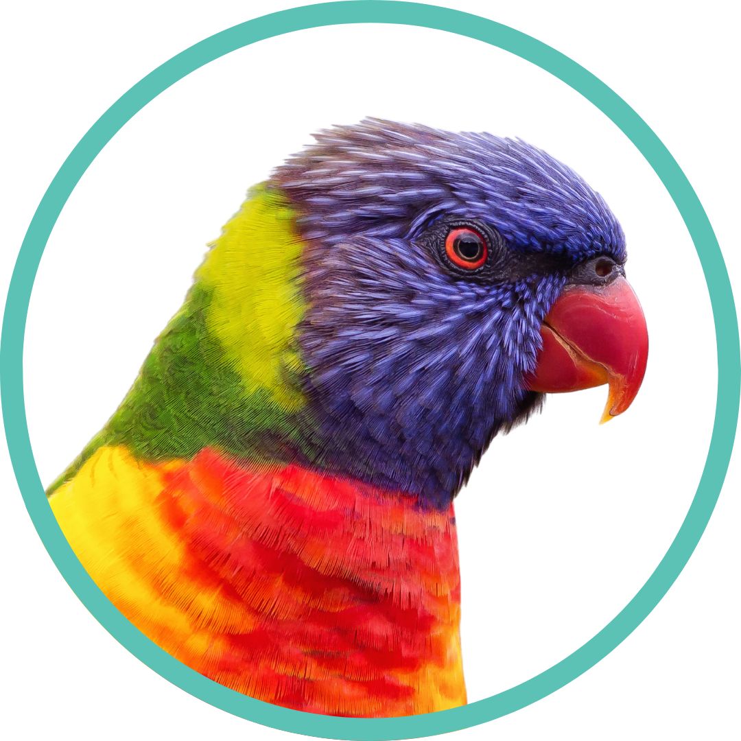 Lorikeet – Page 18 – Queenslander Aviaries