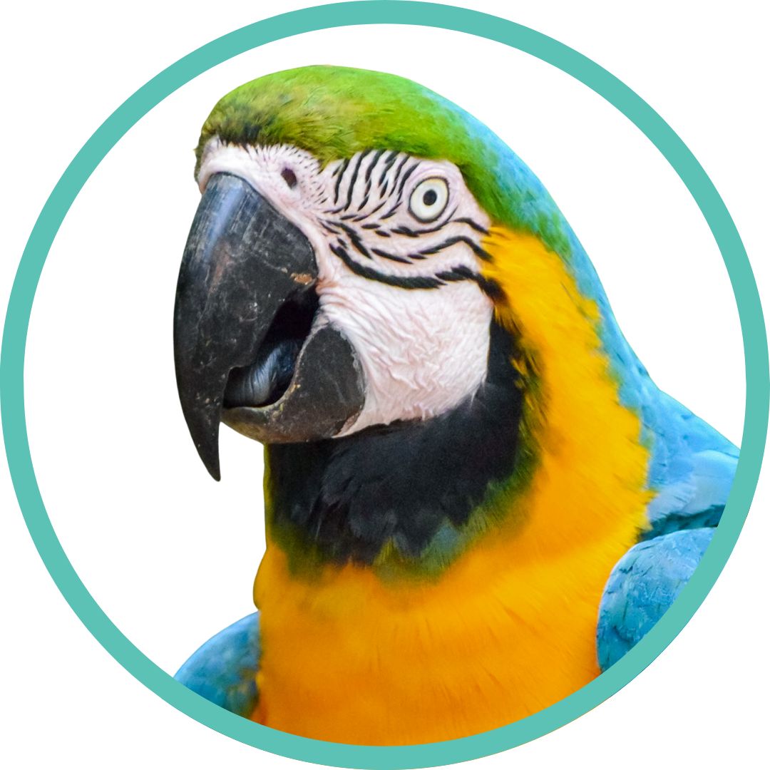 Macaw – Queenslander Aviaries