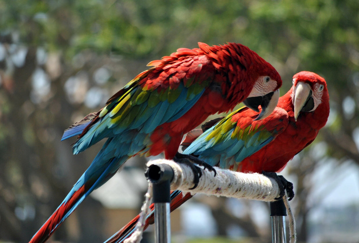 The Importance of Regular Worming for Your Birds – Queenslander Aviaries