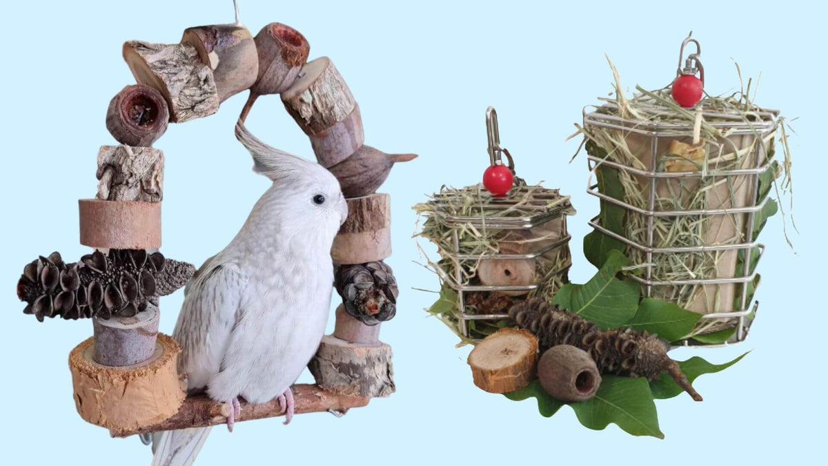 Cockatiel Toys in Australia: Best Foraging, Shredding and Play Toys ...