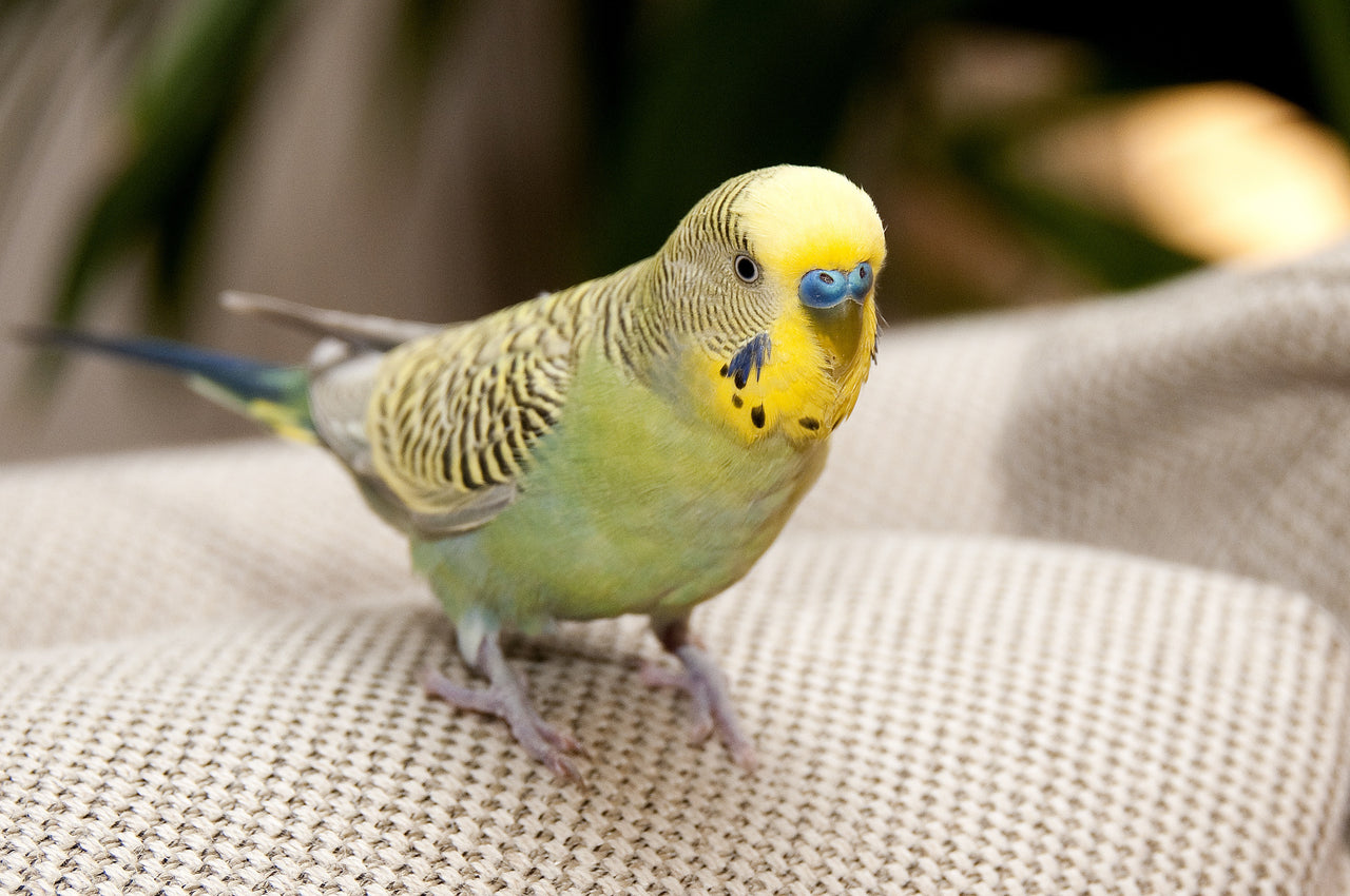 How to Ensure Your Birds Safety at Home – Queenslander Aviaries