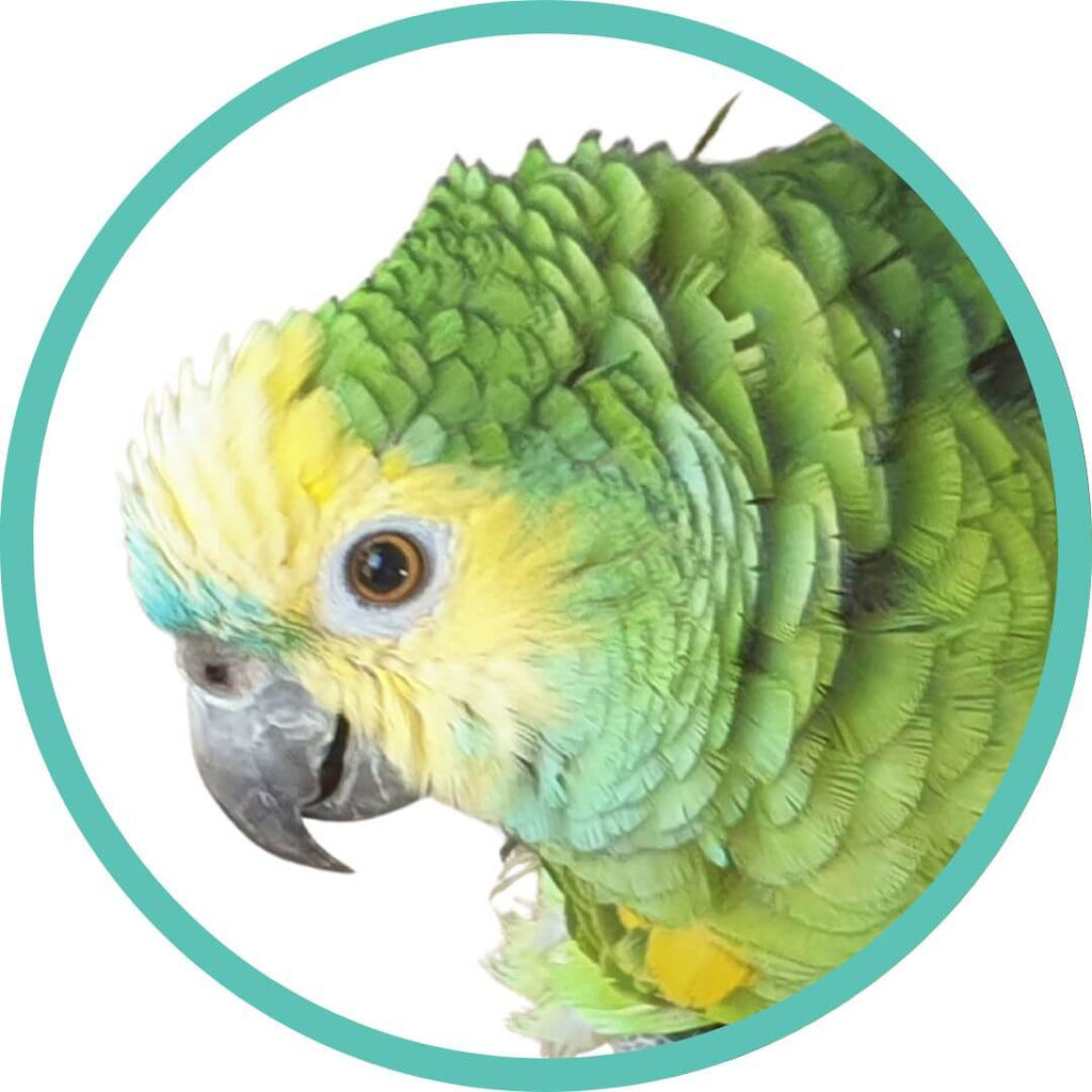 Shop by Species – Queenslander Aviaries