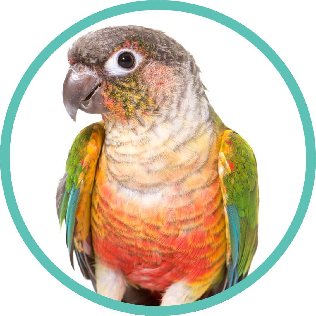 Shop by Species – Queenslander Aviaries