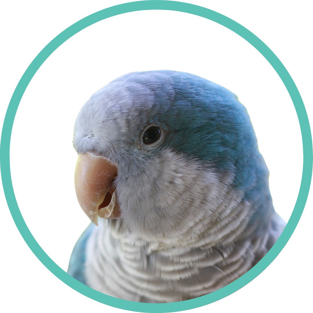 Shop by Species – Queenslander Aviaries