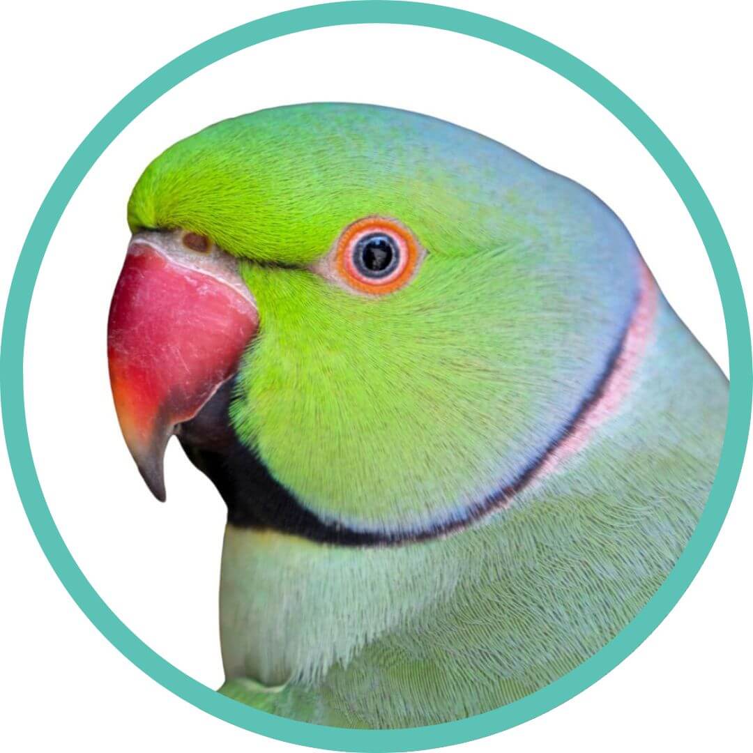 Shop by Species – Queenslander Aviaries