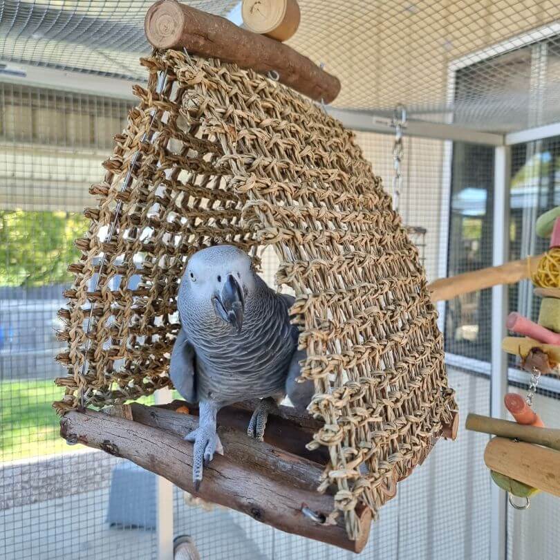 Aussie Triangle Hut – Queenslander Aviaries