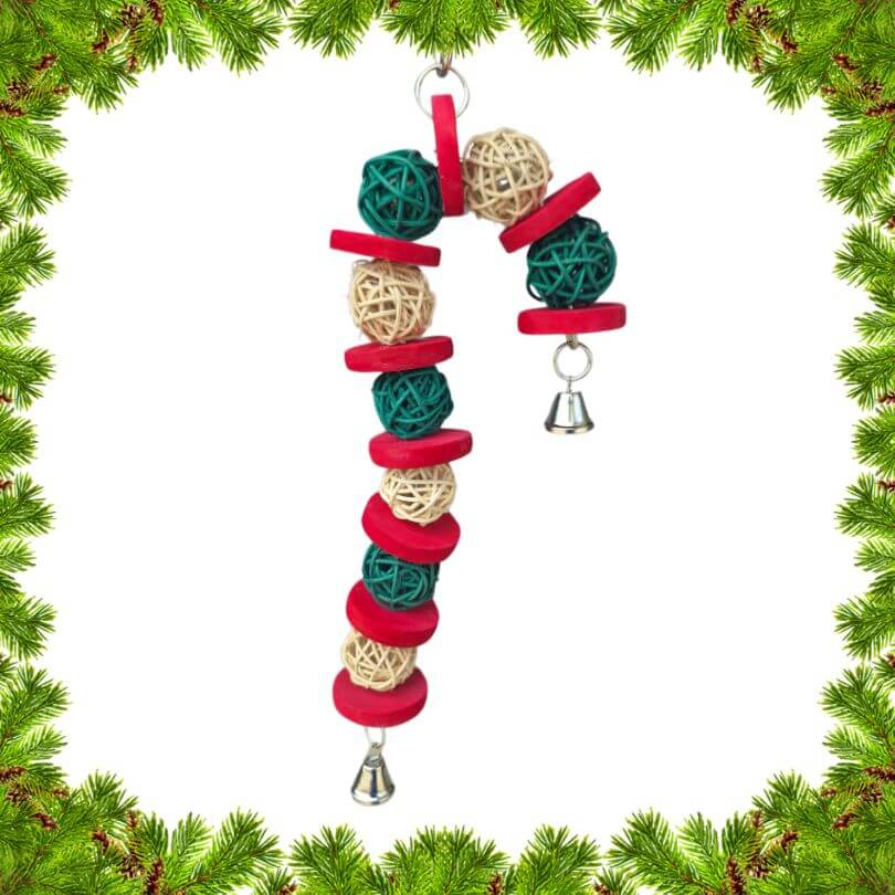 Christmas Java Candy Cane – Queenslander Aviaries