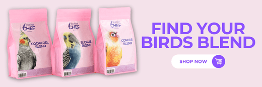 Queenslander Aviaries