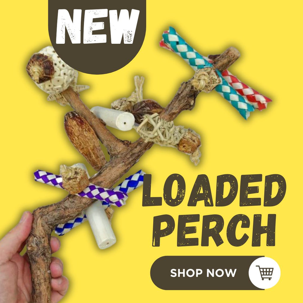 Queenslander Aviaries