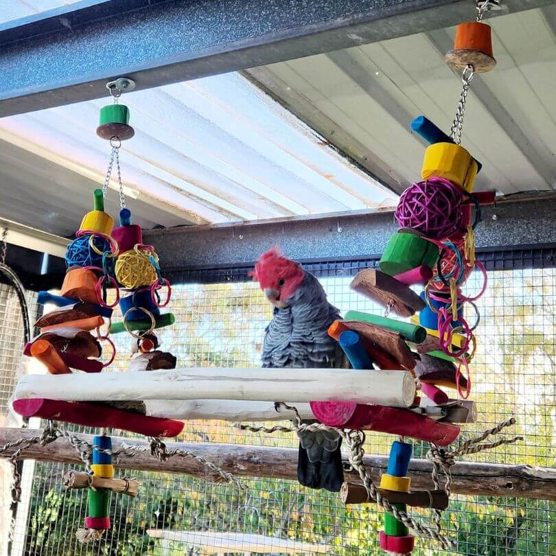 Mega Parrot Swing and Play – Queenslander Aviaries