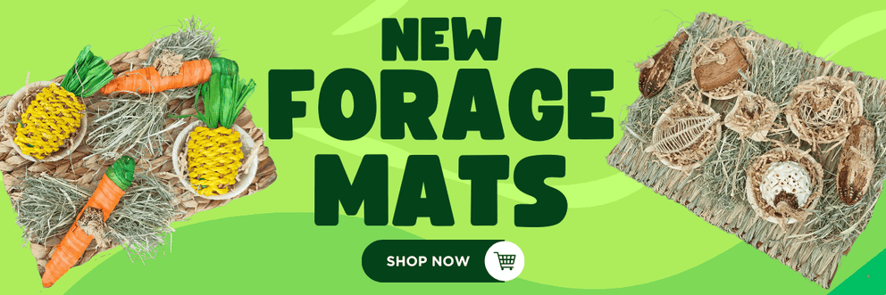 Queenslander Aviaries