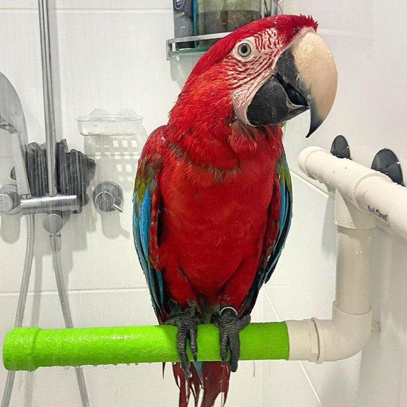 Avi-One Shower Perch – Queenslander Aviaries