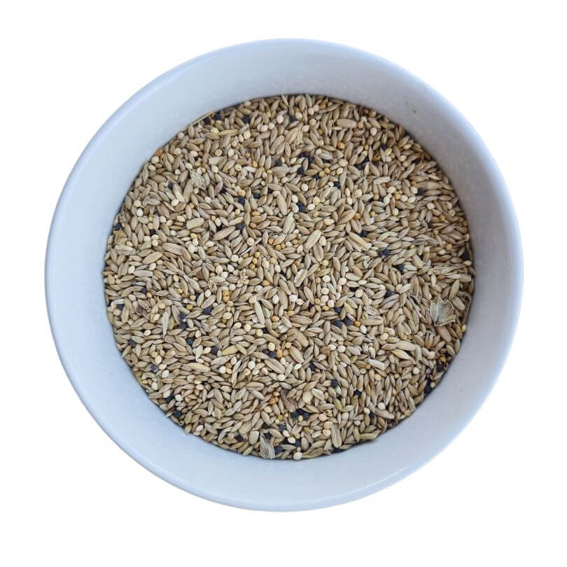 Basic Canary Seed Blend – Queenslander Aviaries