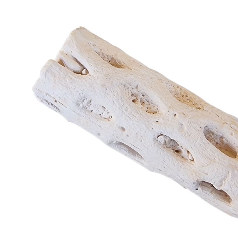 Cholla Calcium Perch – Queenslander Aviaries