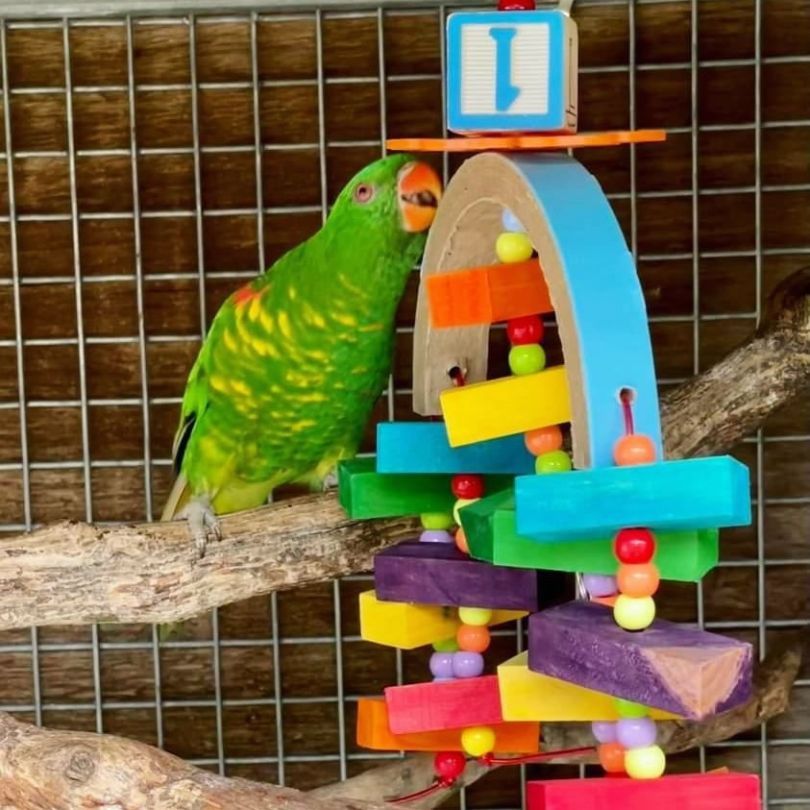 Rainbow Bridges – Queenslander Aviaries