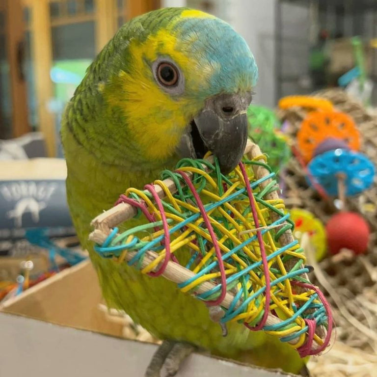 Foot Toys – Queenslander Aviaries