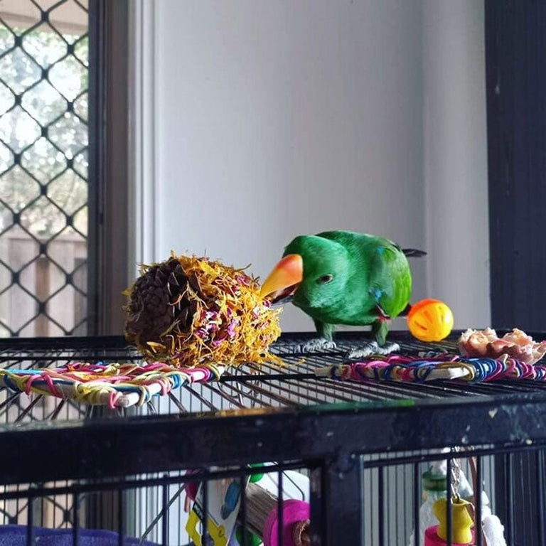 Chew Toys – Queenslander Aviaries