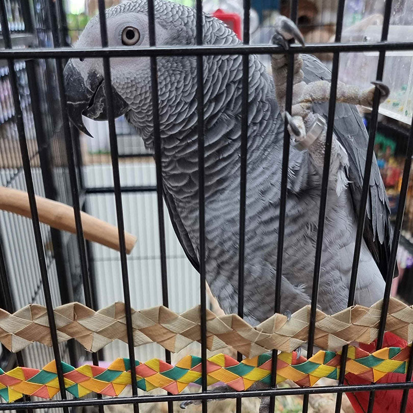 Foraging Toys – Queenslander Aviaries