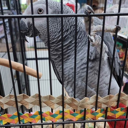 Foraging Toys – Queenslander Aviaries