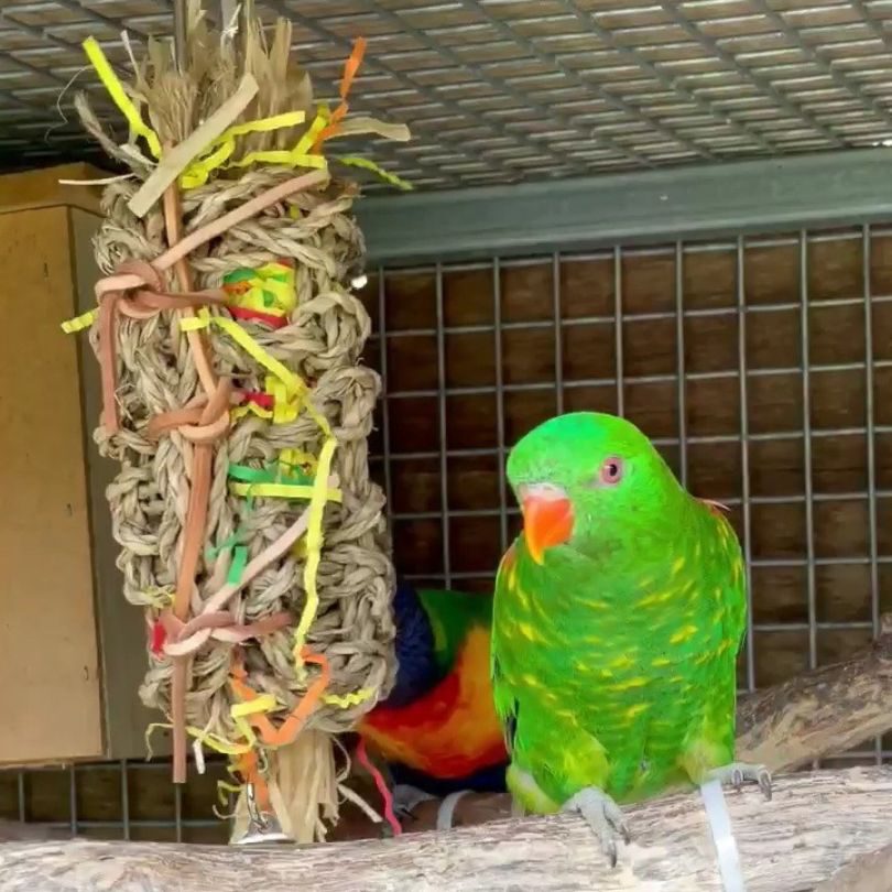 Toys – Page 8 – Queenslander Aviaries