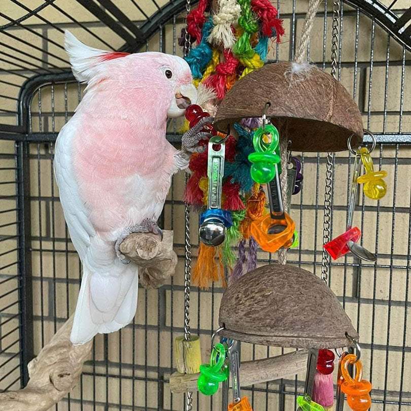 Shop all – Page 12 – Queenslander Aviaries